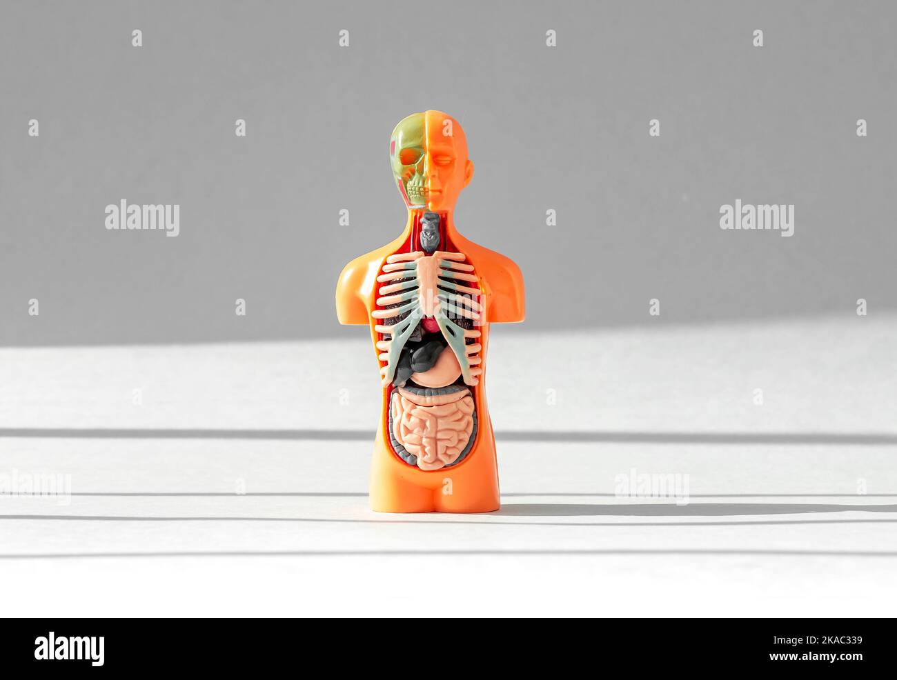 3D menschliches Modell mit inneren Organen, Rippen, Darm, Lunge, Magen ...