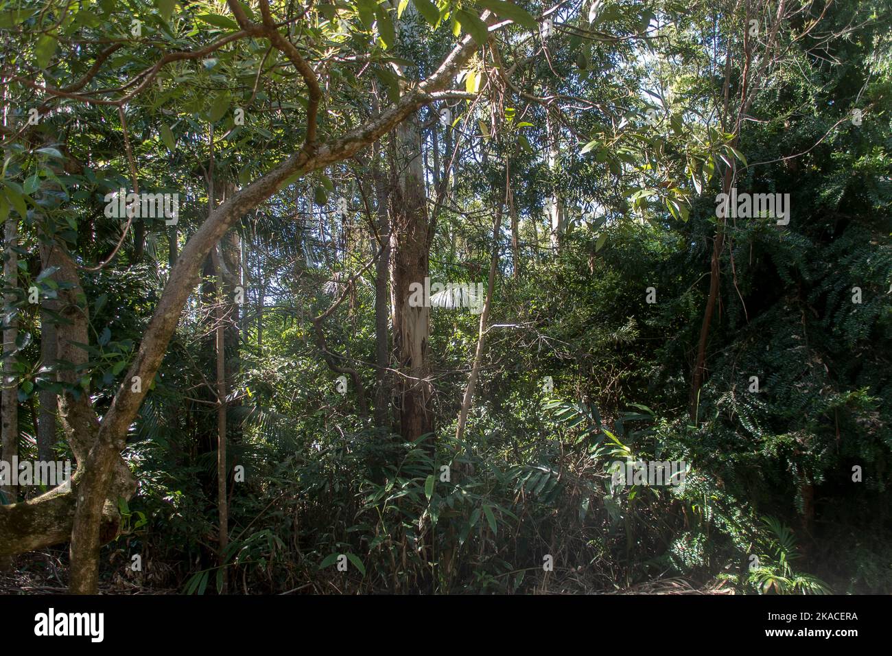 Koala lebensraum -Fotos und -Bildmaterial in hoher Auflösung – Alamy