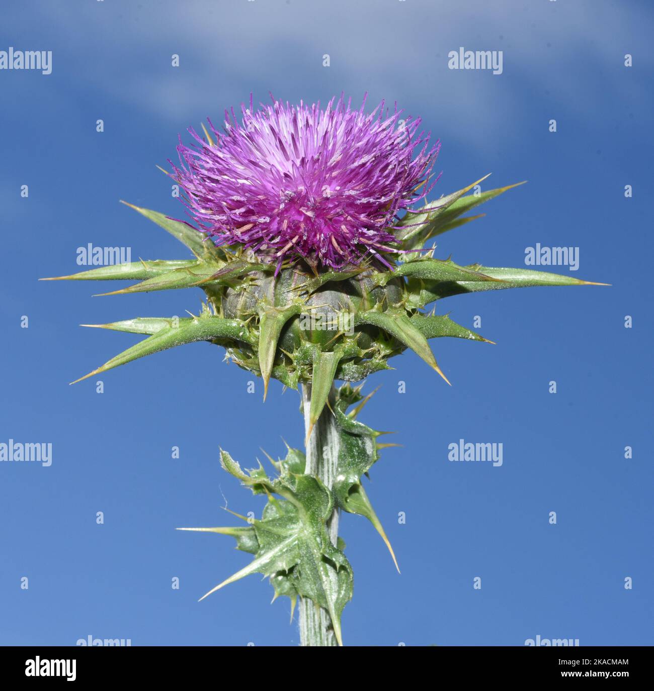 Mariendistel, Silybum marianum ist eine wichtige Heilpflanze. Die ...