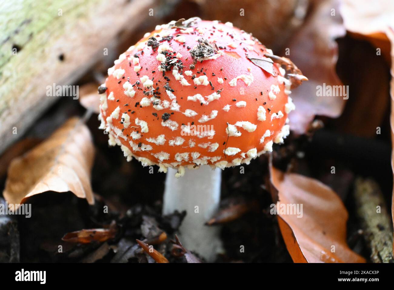 Erstaunlich Fliegenpilz Ohne Punkte Fotos