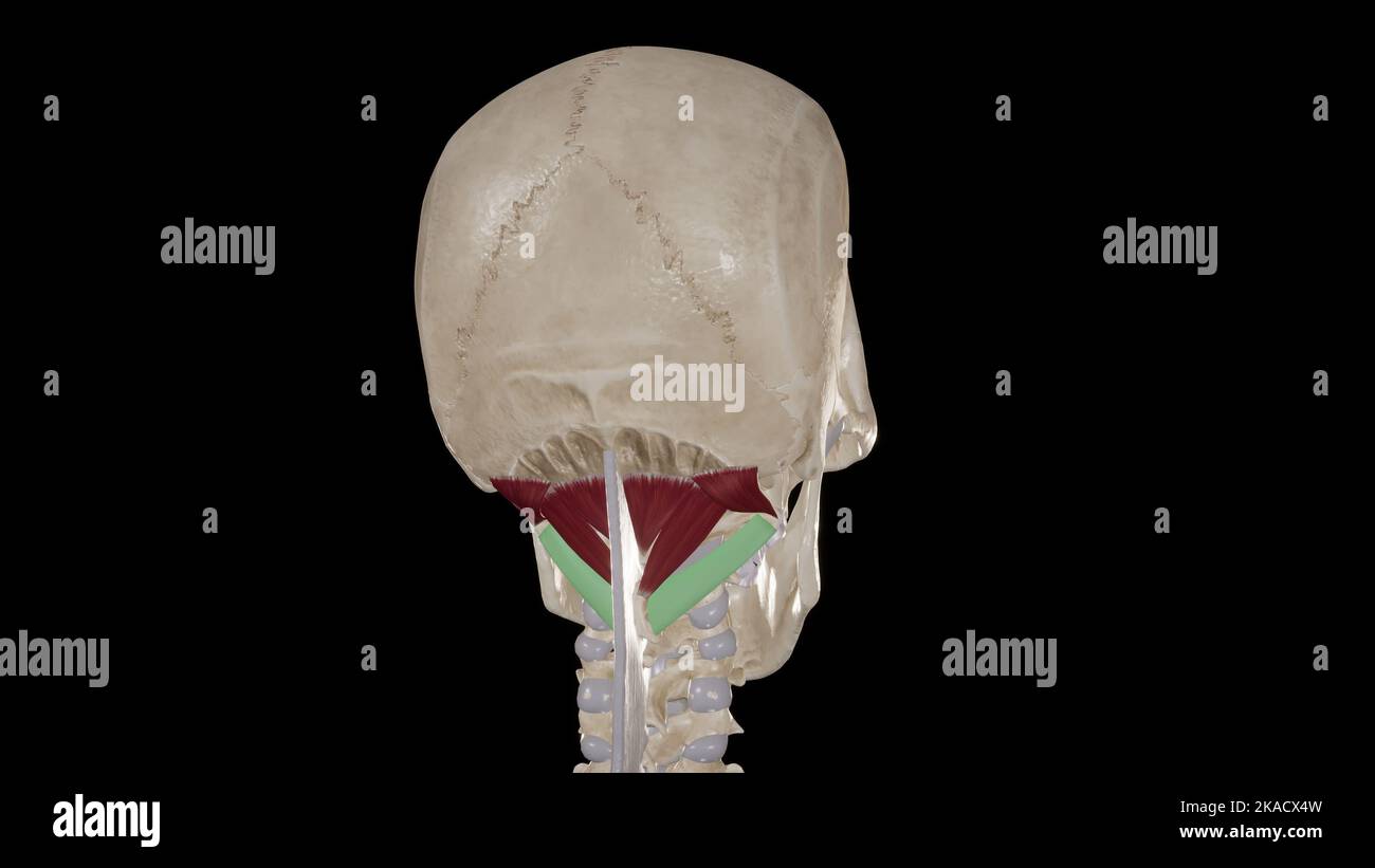 Querfortsatz des atlas -Fotos und -Bildmaterial in hoher Auflösung – Alamy