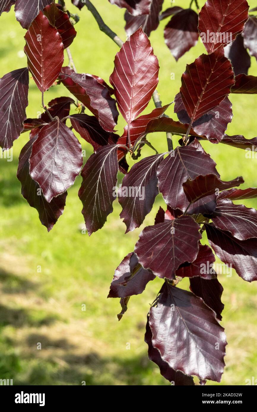 Europäische Buche, Fagus sylvatica „Purpurea latifolia“, Fagus, Buche ...