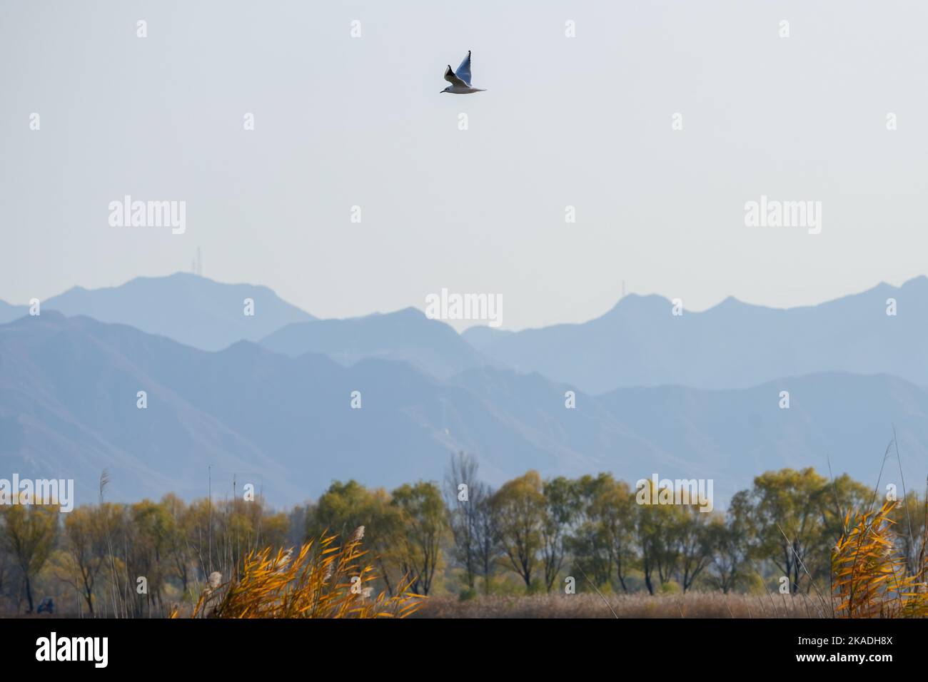 Peking, China. 1.. November 2022. Dieses Foto, das am 1. November 2022 ...