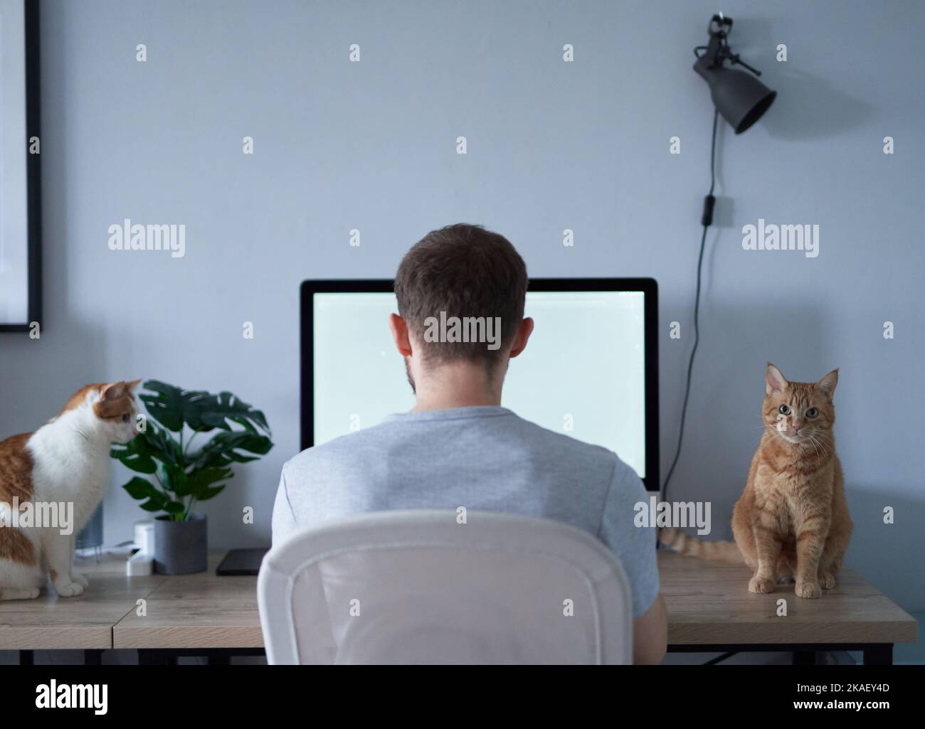 Software programmer -Fotos und -Bildmaterial in hoher Auflösung – Alamy