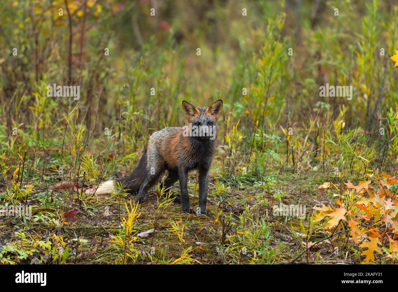 Kreuzfuchs (Vulpes vulpes) starrt aus dem feuchten Island Autumn - ein ...