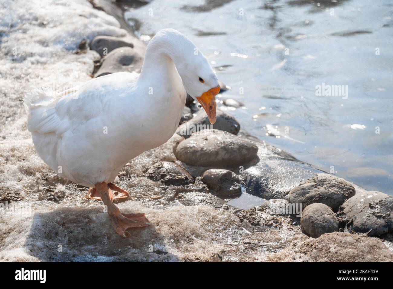 Weiße Gans am Teich im Winter. Weiße gefiederte Hausgänse, die im ...