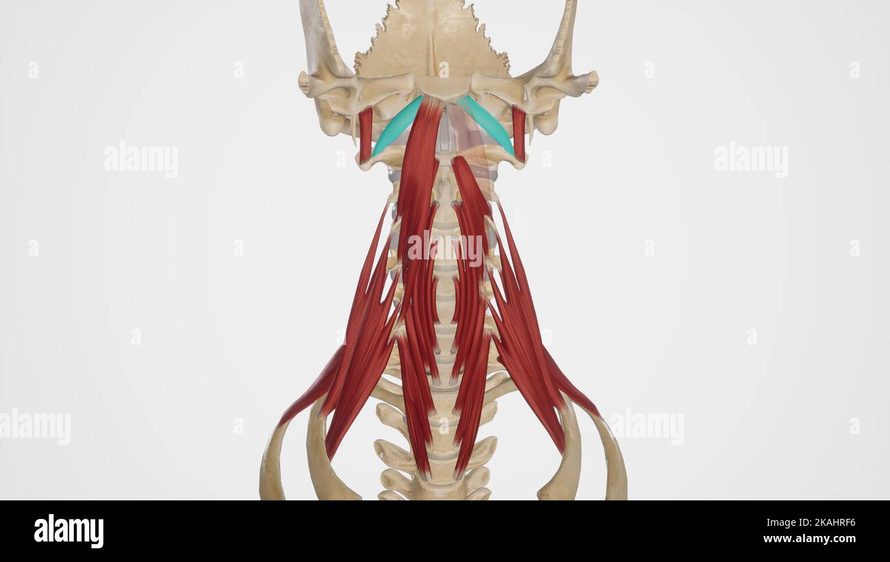 Laterale masse des atlas -Fotos und -Bildmaterial in hoher Auflösung ...