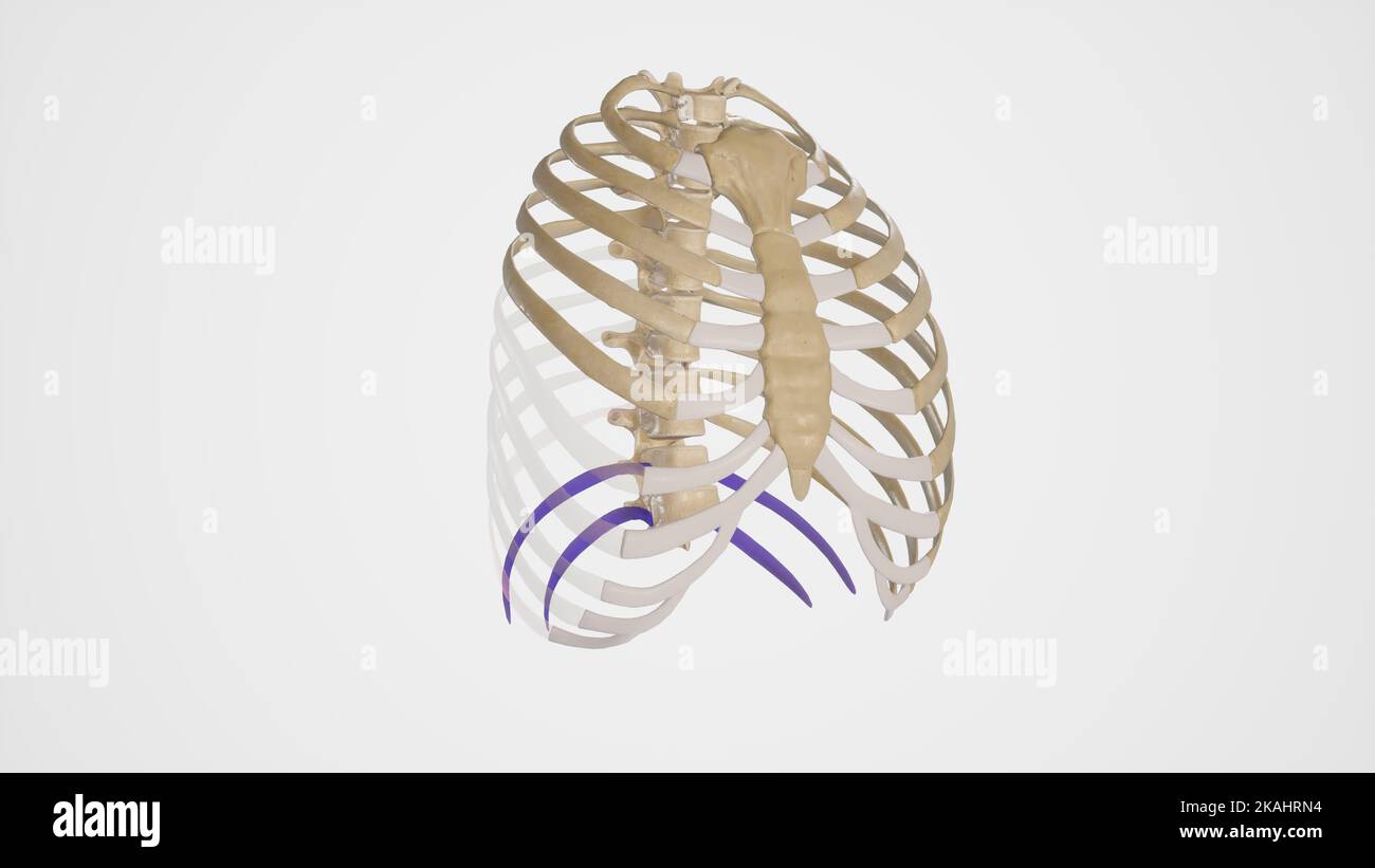 Partes de la columna vertebral anatomia -Fotos und -Bildmaterial in ...