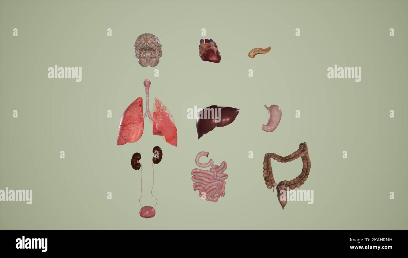 Innere organe -Fotos und -Bildmaterial in hoher Auflösung – Alamy