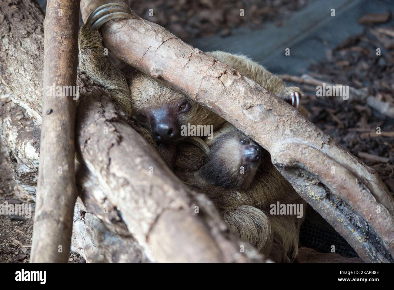 Mutterfaultier mit ihrem baby -Fotos und -Bildmaterial in hoher ...