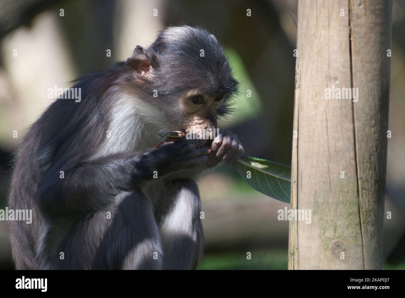Sooty mangabey -Fotos und -Bildmaterial in hoher Auflösung – Alamy