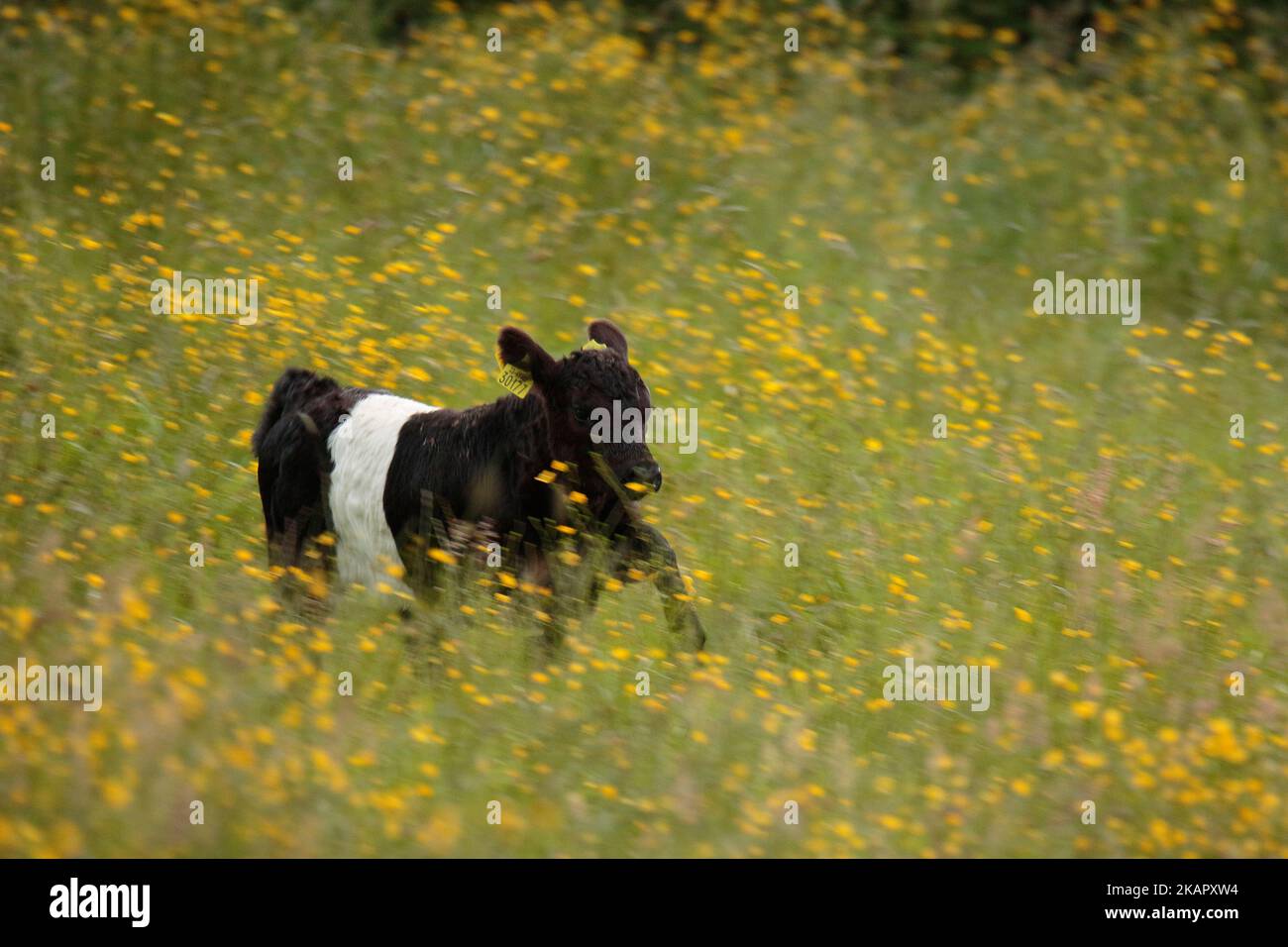 Escala de valores -Fotos und -Bildmaterial in hoher Auflösung – Alamy