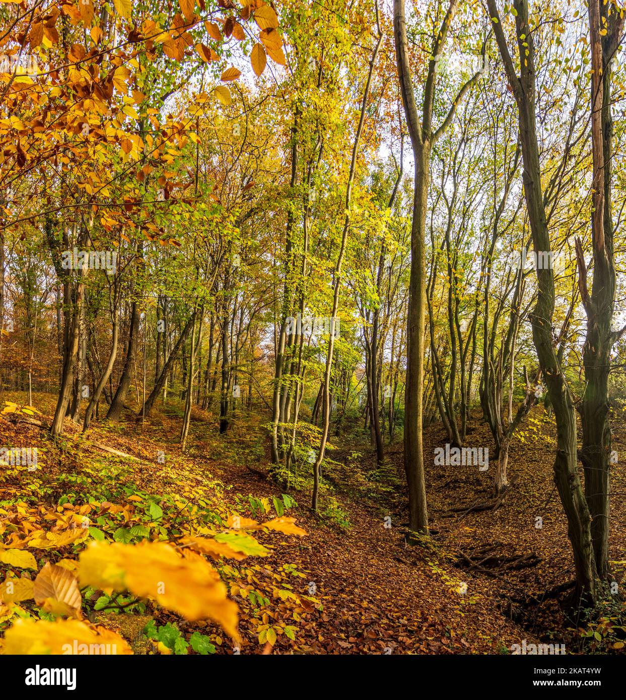 Herbstfarben im wienerwald wienerwald -Fotos und -Bildmaterial in hoher ...
