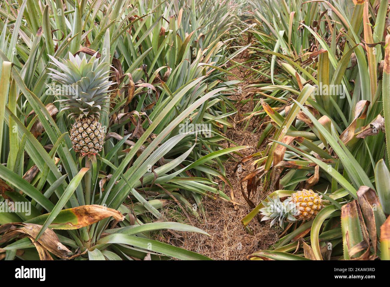 Sri lanka pineapple -Fotos und -Bildmaterial in hoher Auflösung - Seite ...