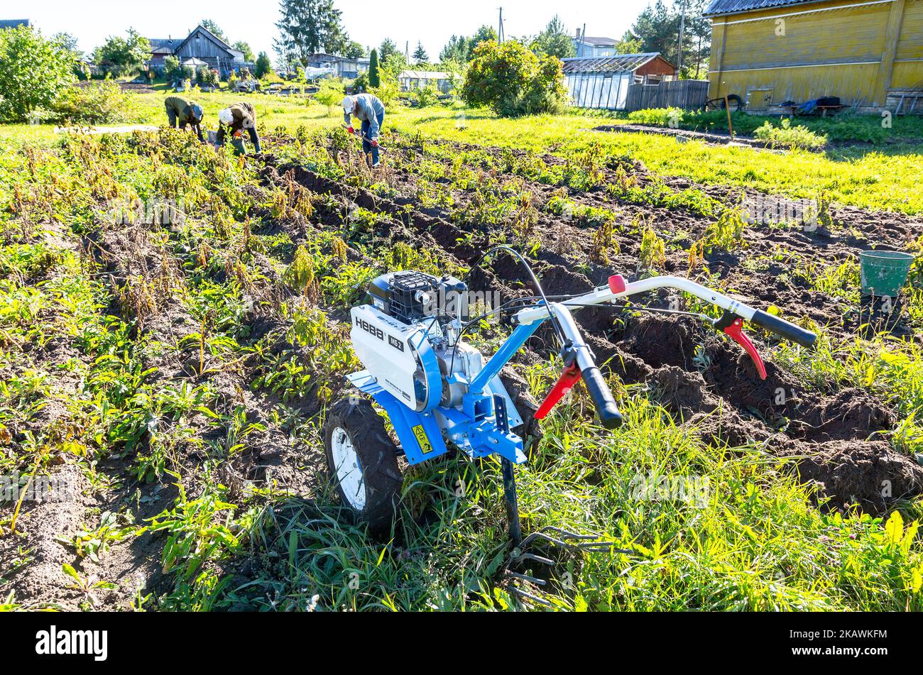 Borovichi, Russland - 10. September 2022: Kartoffelernte mit einem ...