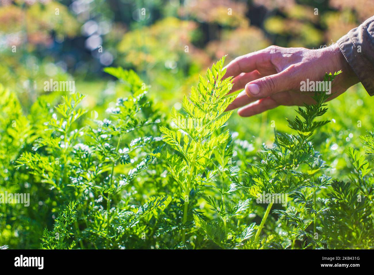 Die Hand des Bauern berührt landwirtschaftliche Kulturpflanzen aus nächster Nähe. Gemüse im ...