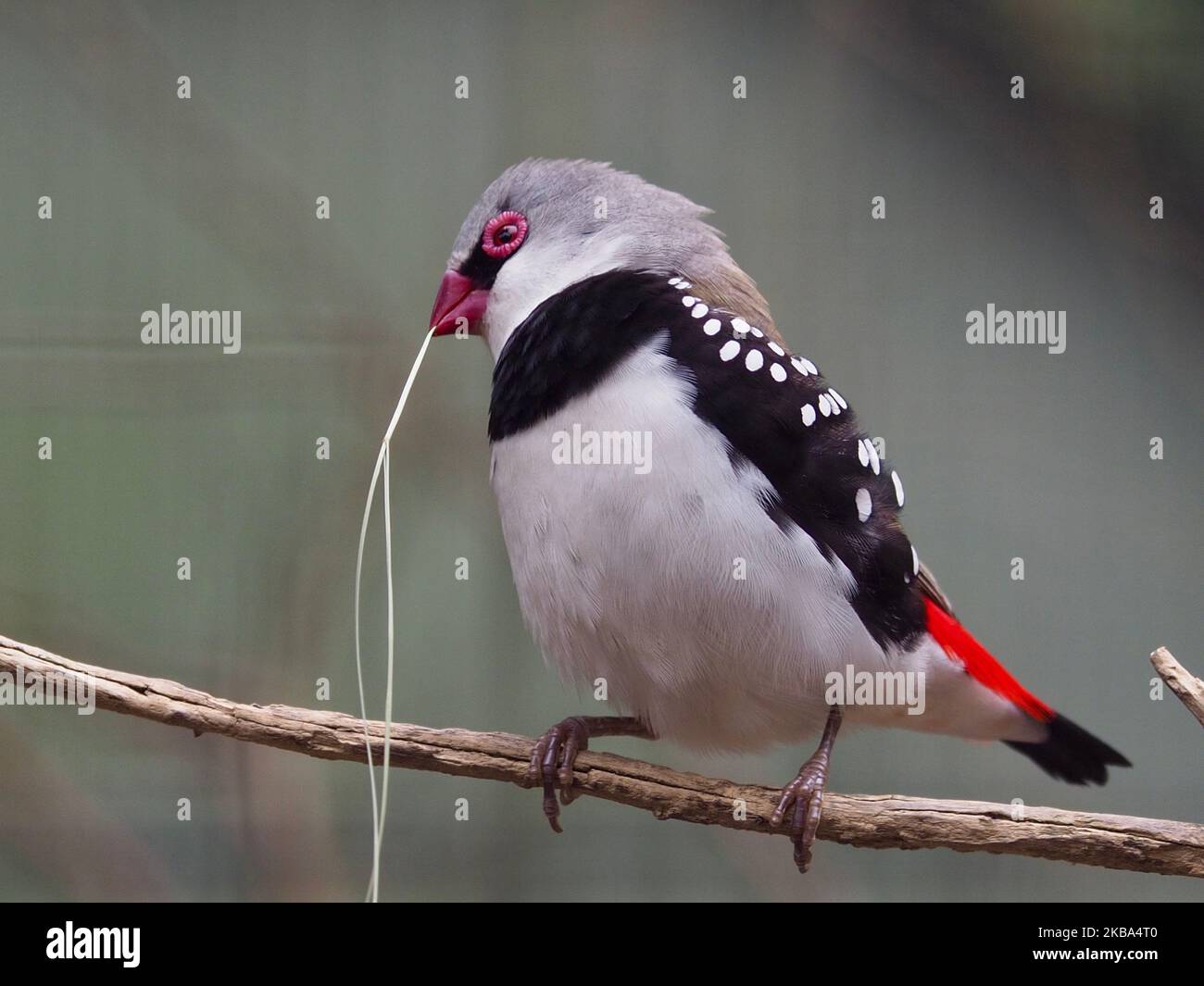 Diamond firetail finch -Fotos und -Bildmaterial in hoher Auflösung – Alamy