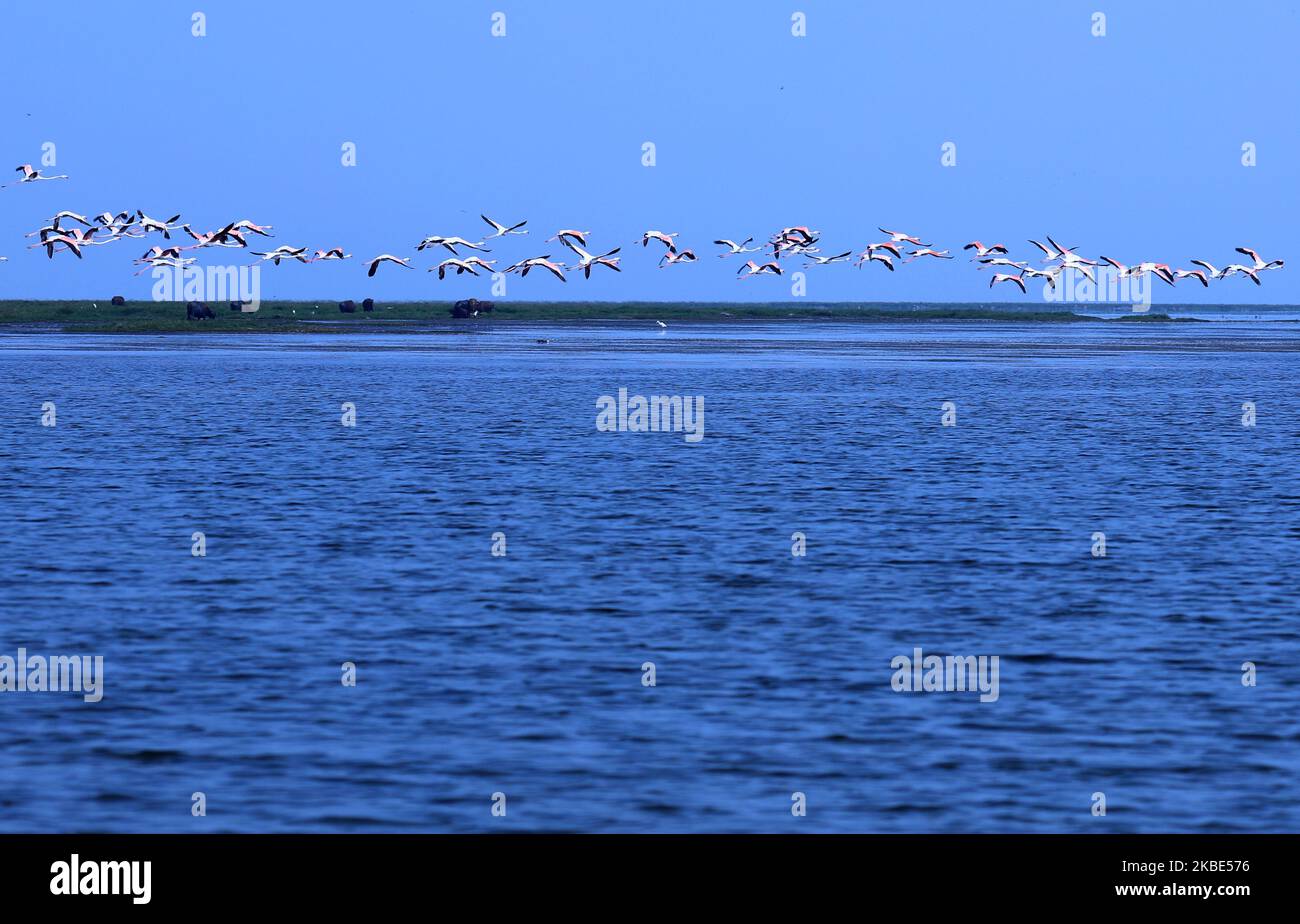 Am 9. Januar 2020 werden im Nalabana Bird Sanctuary im Chilika Lake in ...