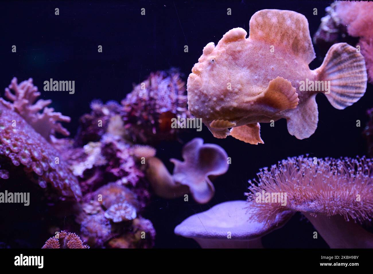 Ein Beispiel für Freckled Anglerfische, die im Aquarium des Unterwasserobservatoriums Marine ...