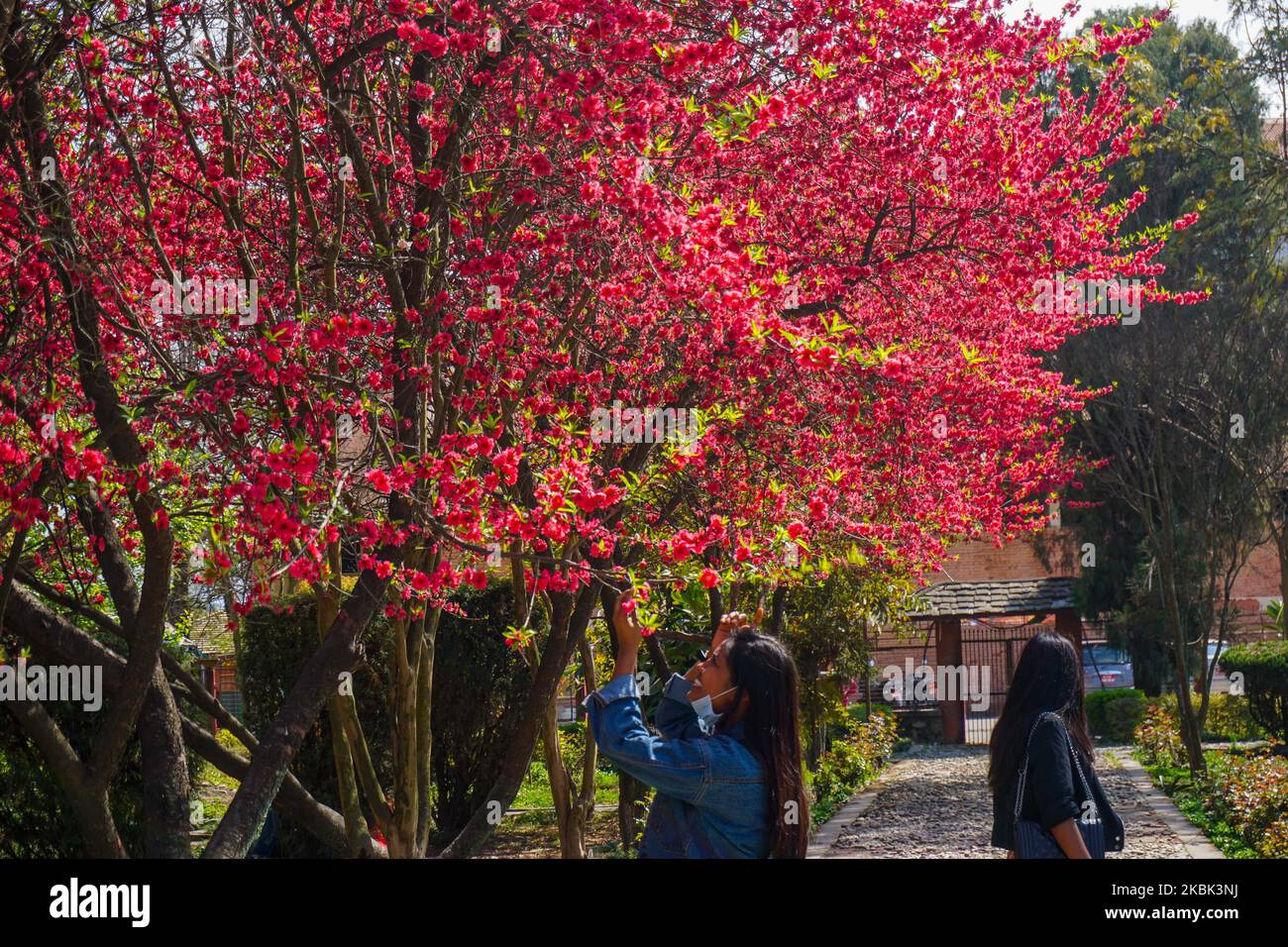 Sunil pradhan nurphoto -Fotos und -Bildmaterial in hoher Auflösung – Alamy