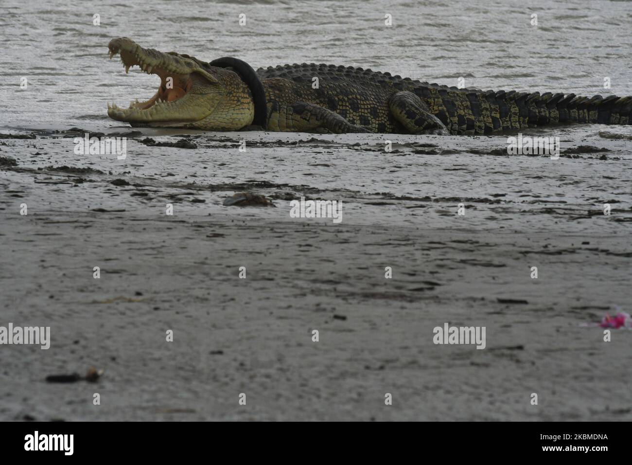 Der australische reptilienexperte matt wright -Fotos und -Bildmaterial ...