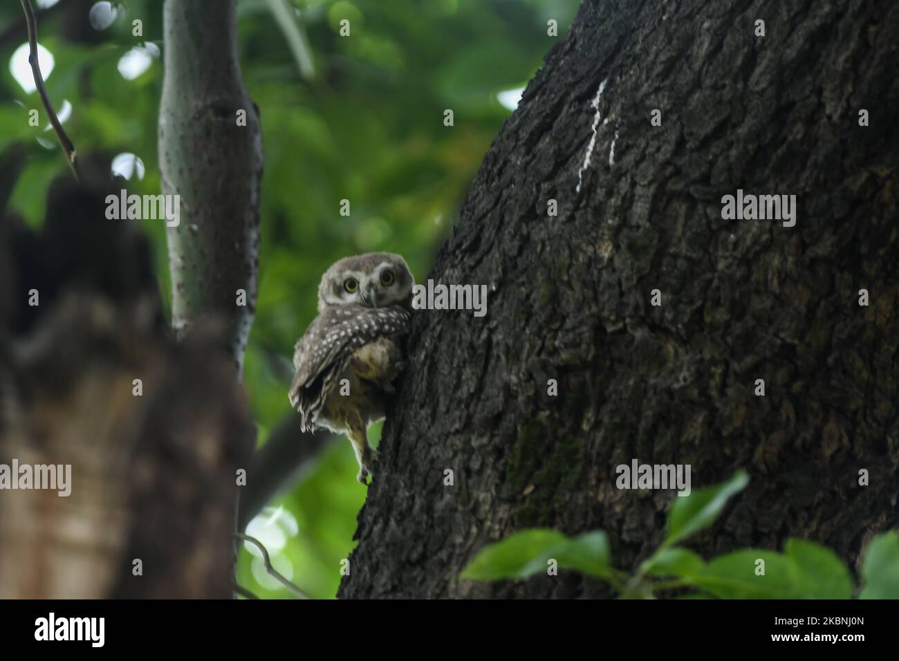 Am 10. Mai 2020 wird eine gefleckte Eule am Ast in Kathmandu, Nepal ...