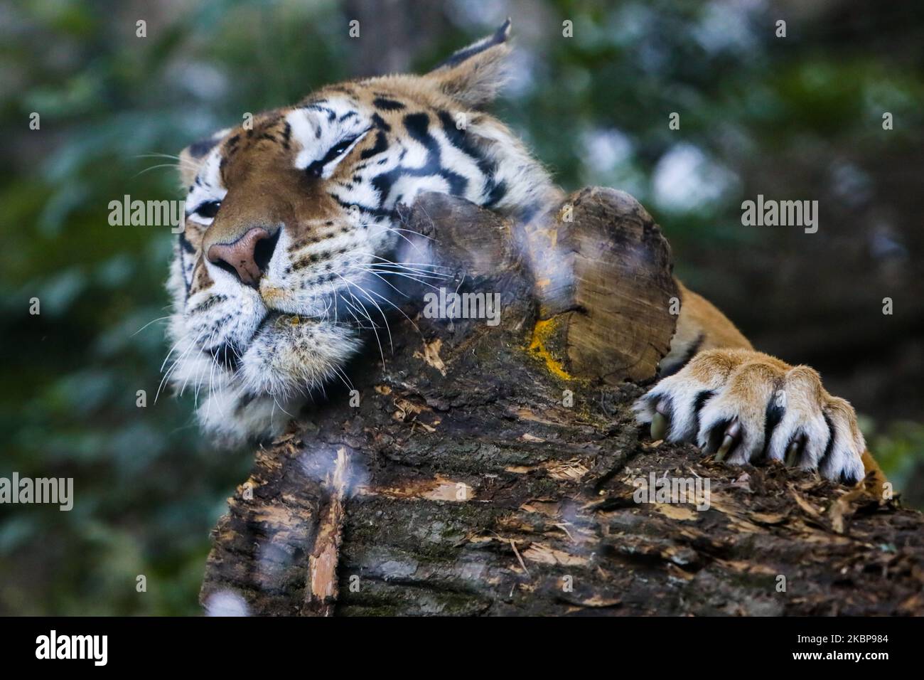Ein Tiger im Wildpark Le Cornelle, der am 25. Mai 2020 in Valbrembo ...