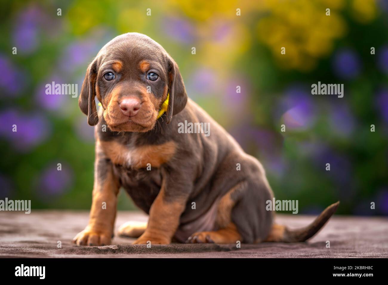 Vier Wochen alter Sprizsla Welpe - Kreuzung zwischen Vizsla und ...