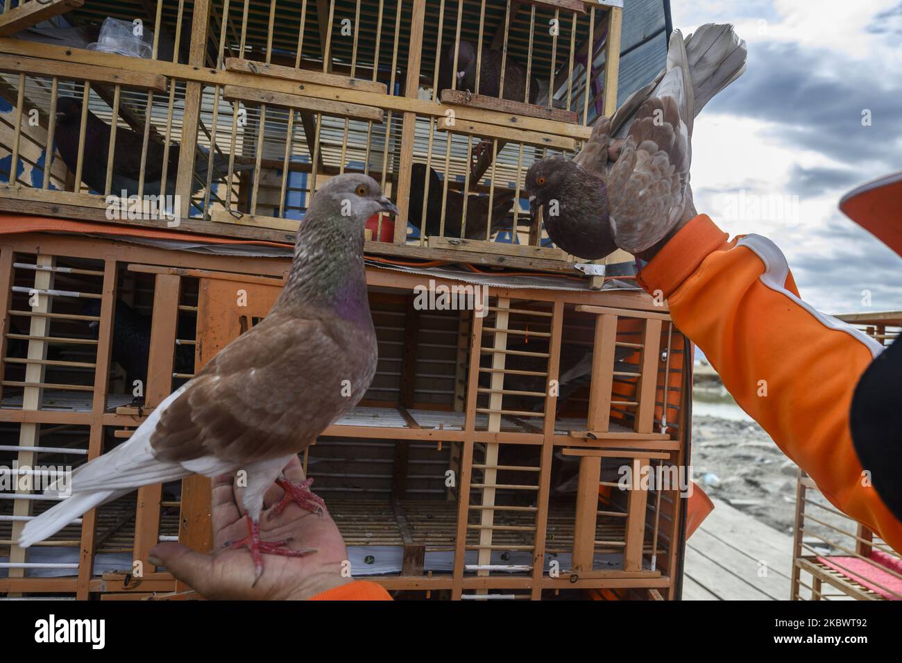 Ein Taubenliebhaber trainiert seine Renntauben am 6. August 2020 in ...