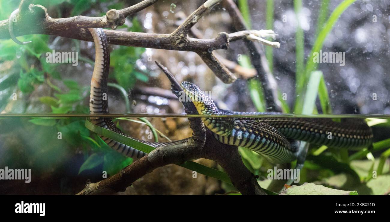 Garter snake in grass -Fotos und -Bildmaterial in hoher Auflösung – Alamy