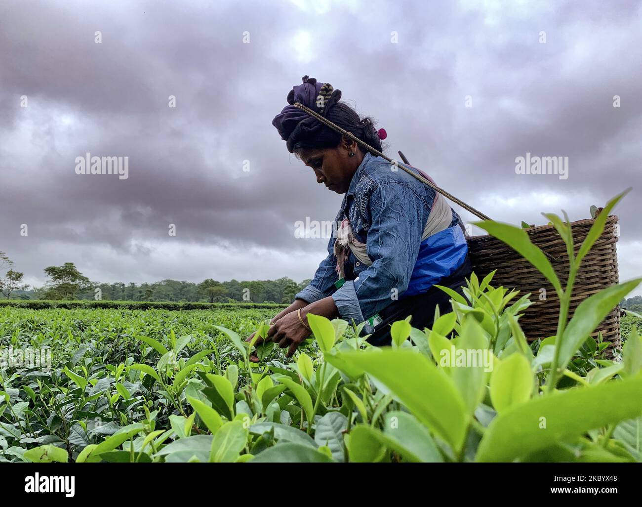 Baksa bezirk von assam -Fotos und -Bildmaterial in hoher Auflösung – Alamy