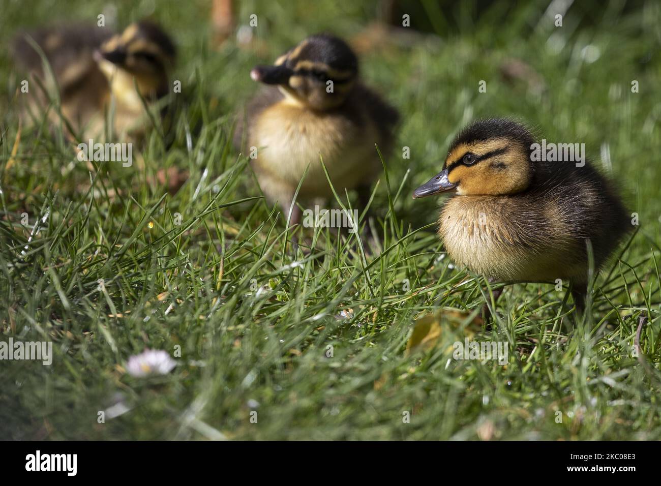 Umfangreiche hybridisierung -Fotos und -Bildmaterial in hoher Auflösung ...