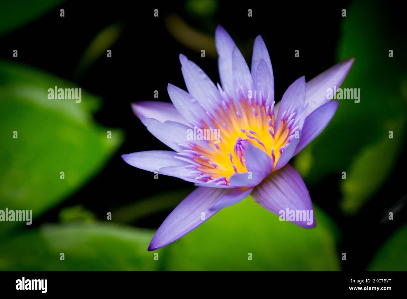 Egyptian lotus flower -Fotos und -Bildmaterial in hoher Auflösung – Alamy
