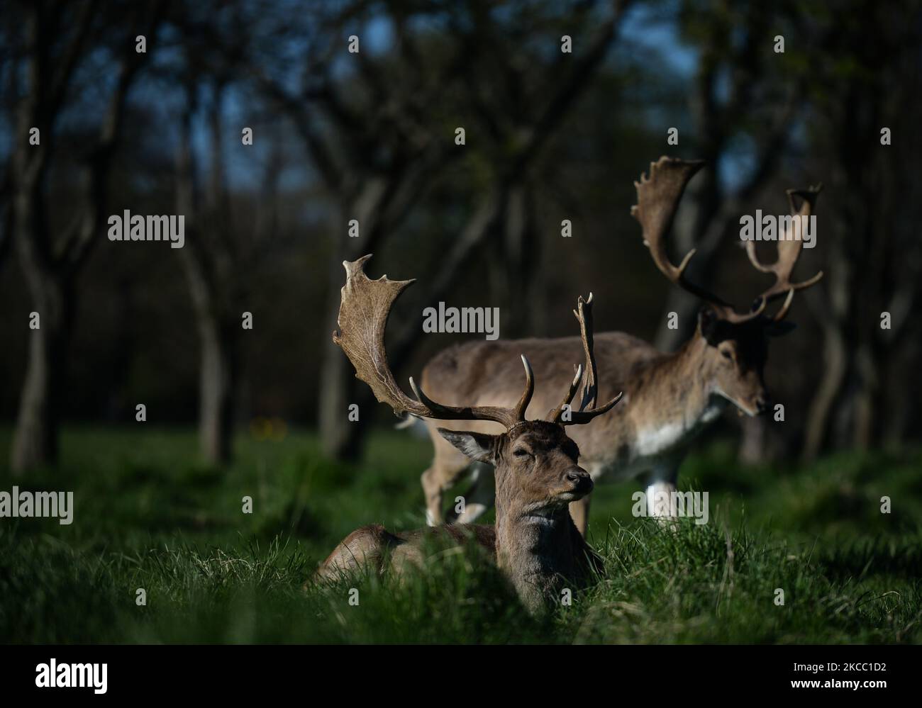 Antlersm 2021 -Fotos und -Bildmaterial in hoher Auflösung – Alamy