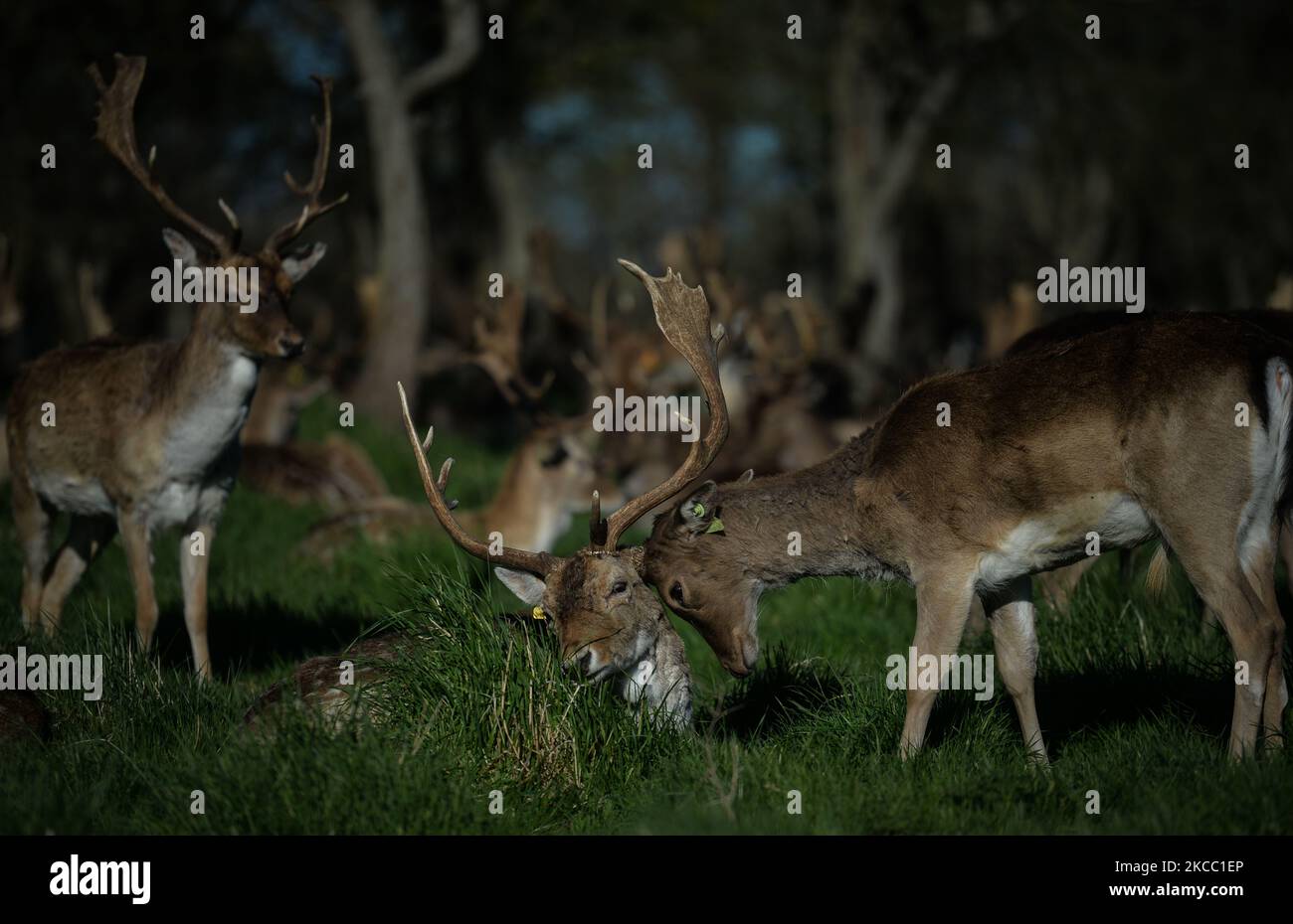 Antlersm 2021 -Fotos und -Bildmaterial in hoher Auflösung – Alamy