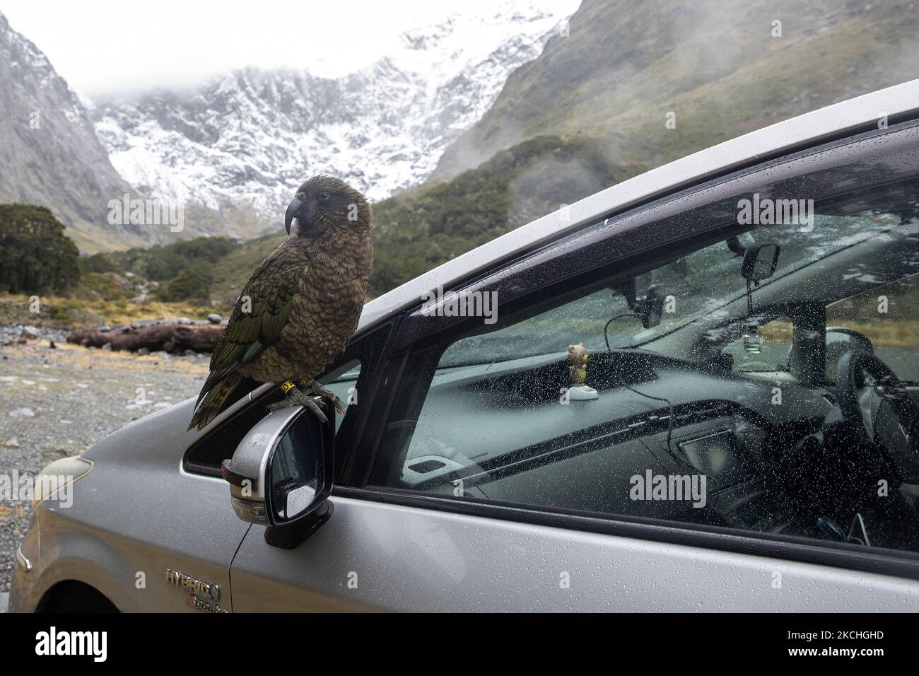 Truea alpenpapagei -Fotos und -Bildmaterial in hoher Auflösung – Alamy