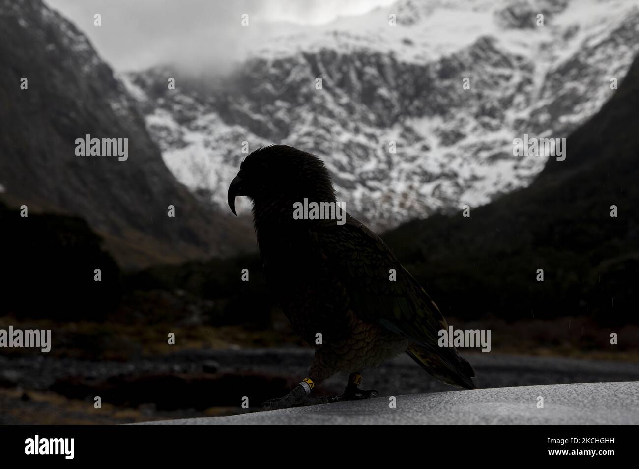 Truea alpenpapagei -Fotos und -Bildmaterial in hoher Auflösung – Alamy