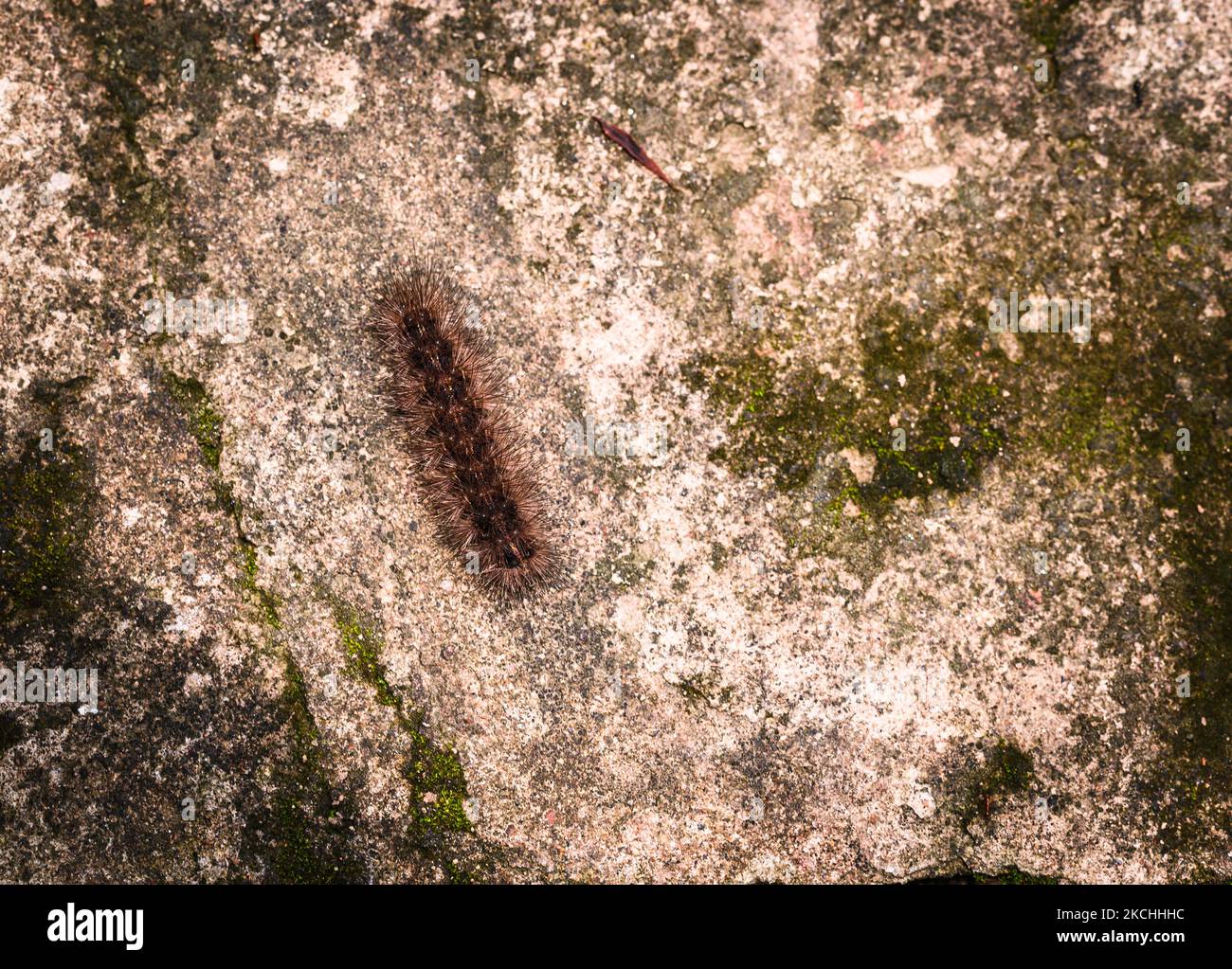 Abwehrsystem der raupen -Fotos und -Bildmaterial in hoher Auflösung – Alamy