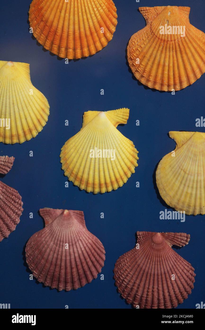 Bailey mathews museum -Fotos und -Bildmaterial in hoher Auflösung – Alamy