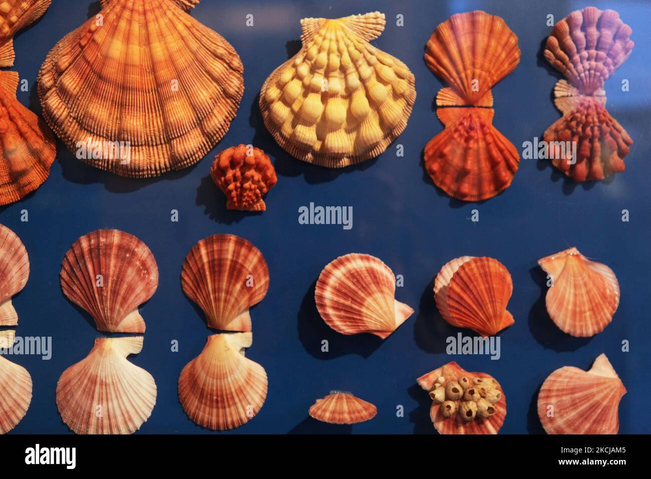 Bailey mathews museum -Fotos und -Bildmaterial in hoher Auflösung – Alamy