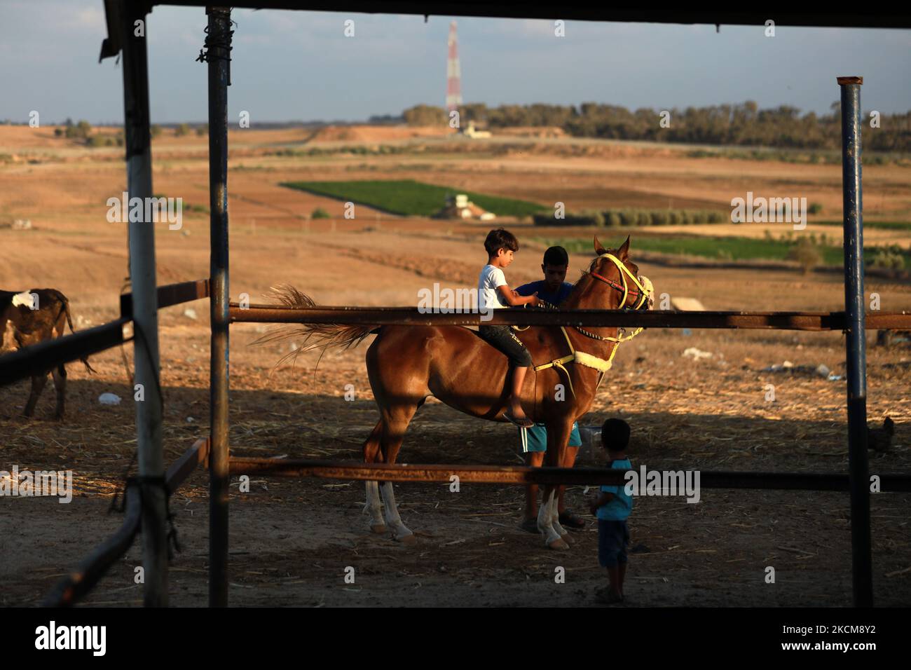 Juhor ad dik -Fotos und -Bildmaterial in hoher Auflösung – Alamy