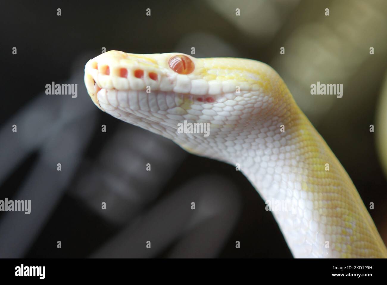 Spinne albino python -Fotos und -Bildmaterial in hoher Auflösung – Alamy