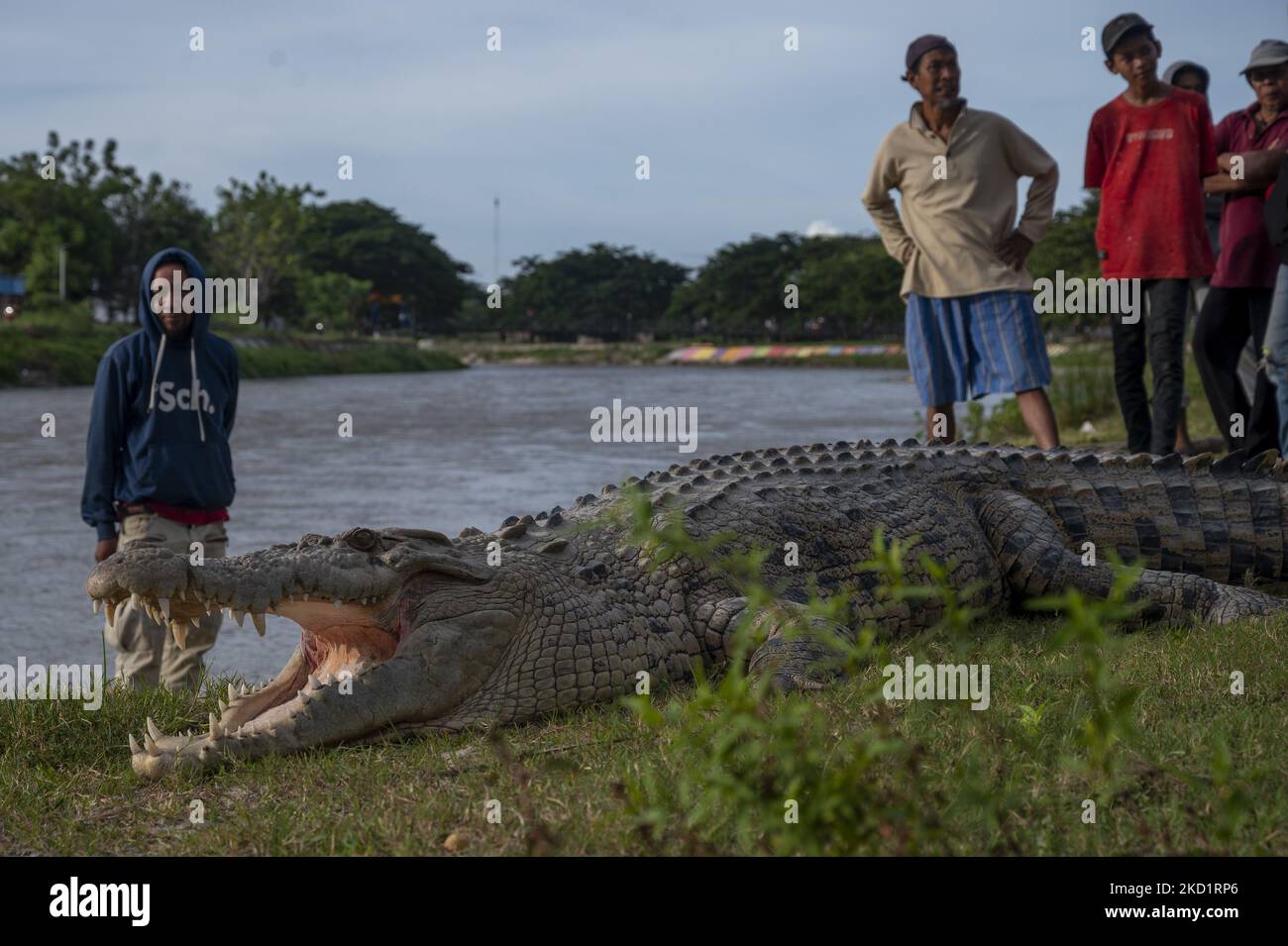 Am 3. Februar 2022 wird ein etwa vier Meter langes wildes Krokodil am ...