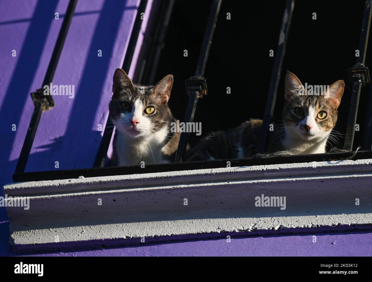 Zwei Katzen, die vom Balkon aus auf die Straßen schauen, wie sie in San ...