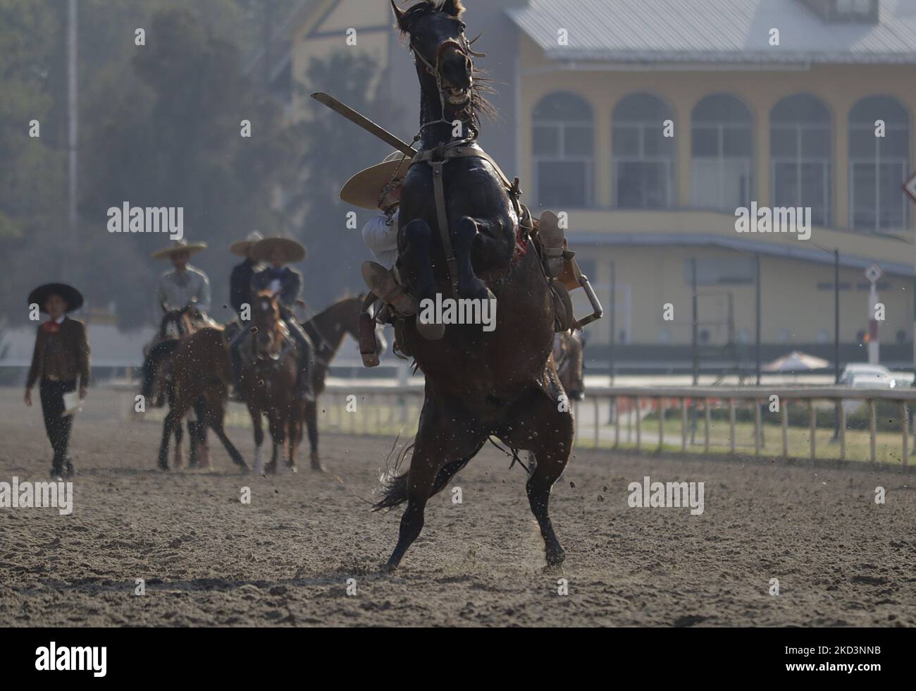 Gallo enterrado -Fotos und -Bildmaterial in hoher Auflösung – Alamy
