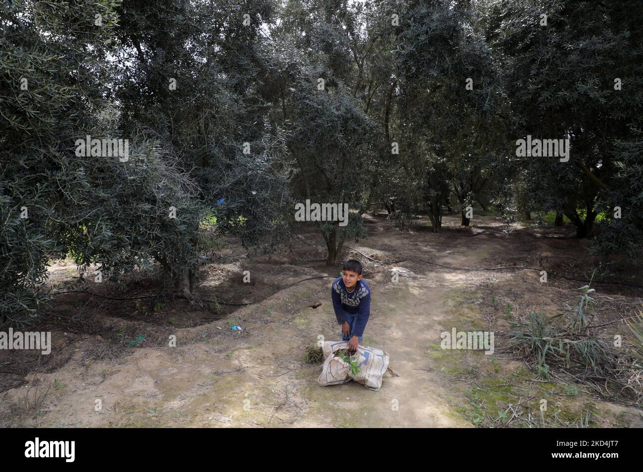 Wadi gaza -Fotos und -Bildmaterial in hoher Auflösung – Alamy