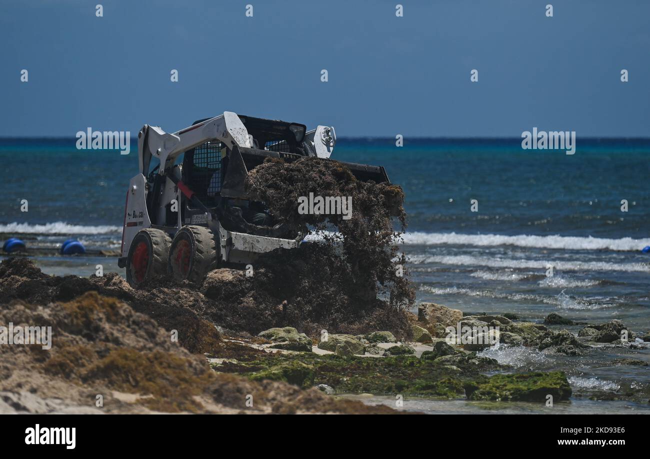 Ein kleiner Bagger sammelt Sargassum-Algen am Strand von Playa del Carmen. Am Freitag, den 29 ...
