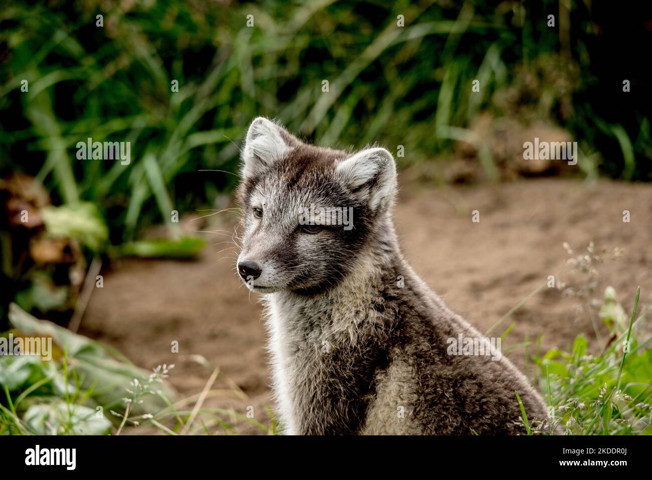 Polar fox -Fotos und -Bildmaterial in hoher Auflösung – Alamy