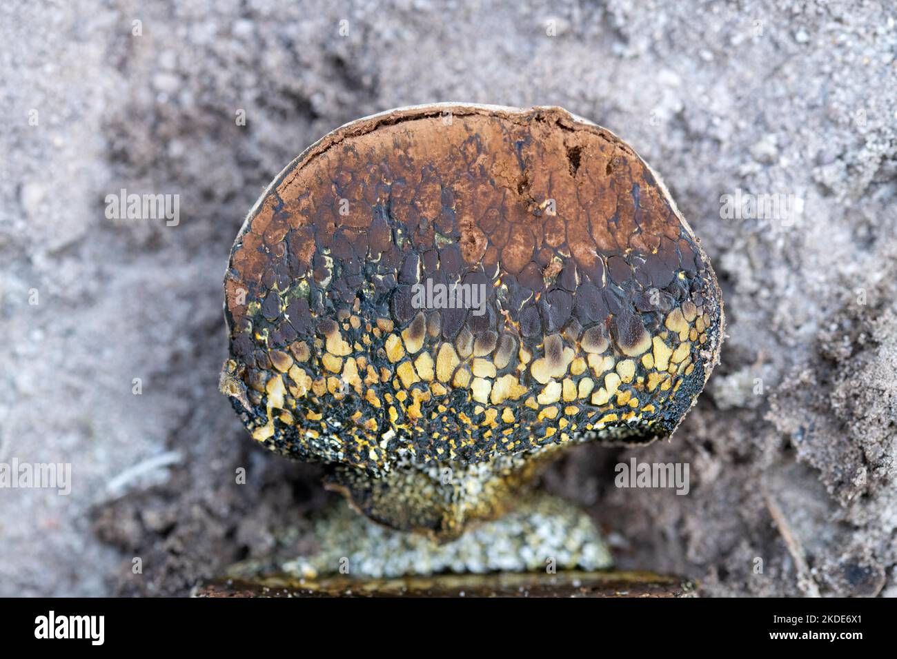 Pisolithus arhizus -Fotos und -Bildmaterial in hoher Auflösung – Alamy