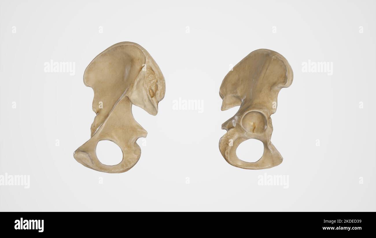 Pubic tubercle -Fotos und -Bildmaterial in hoher Auflösung – Alamy